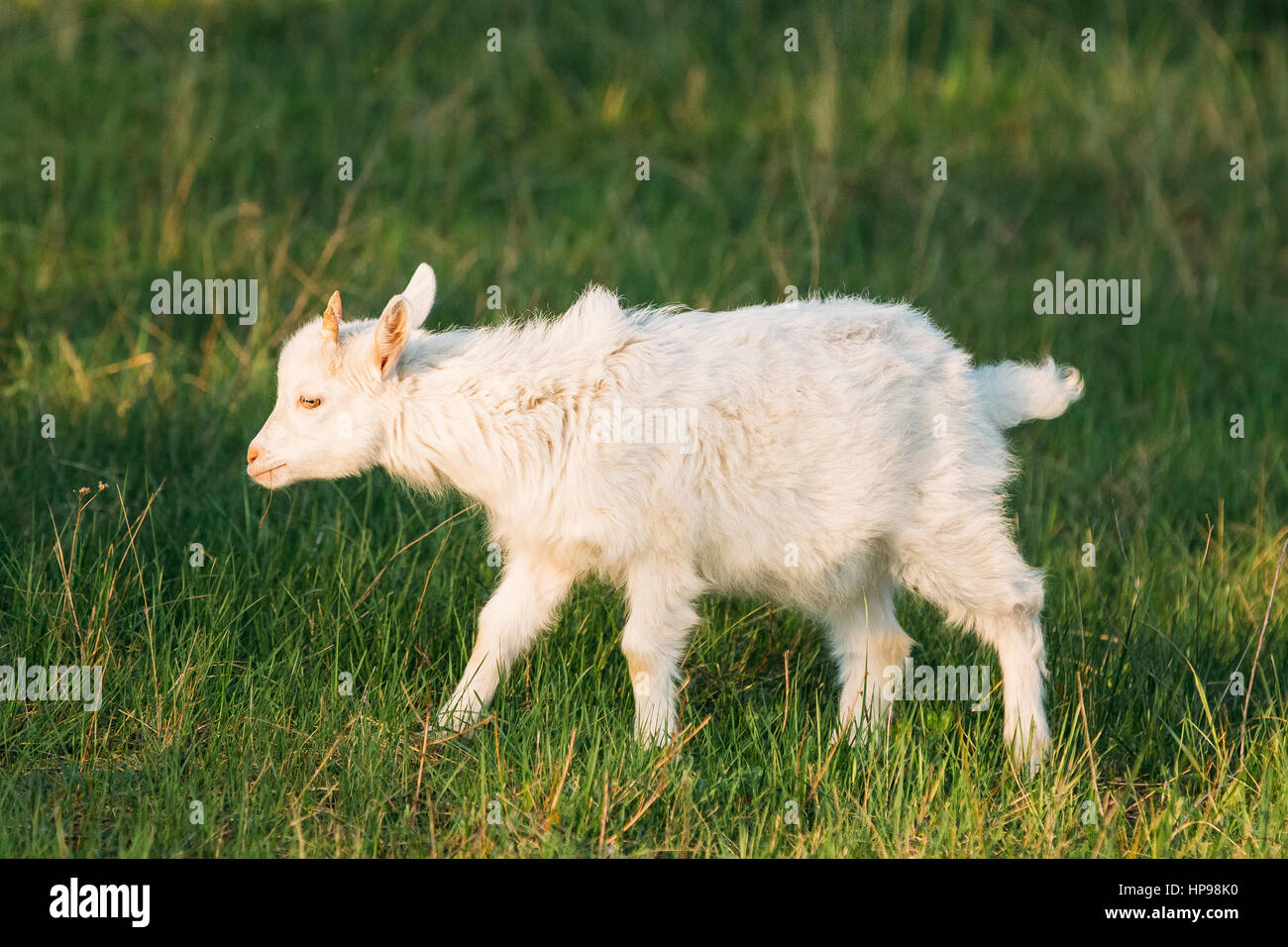 Kid Goat Grazes On Green Summer Grass On A Sunny Day. Goat Eating A ...
