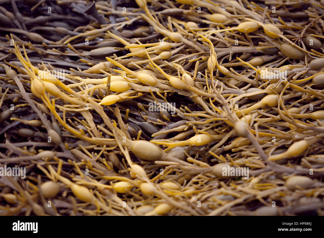Knotted wrack algae hi-res stock photography and images - Alamy