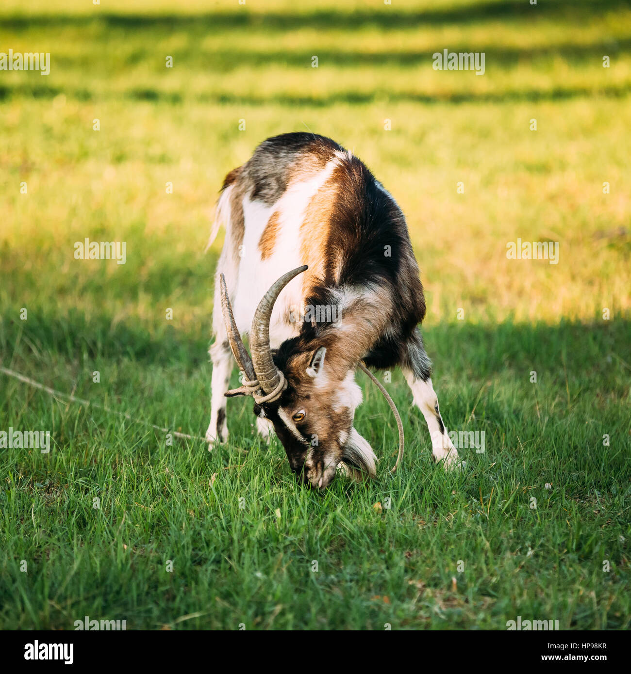 Goat eating grass hi-res stock photography and images - Alamy
