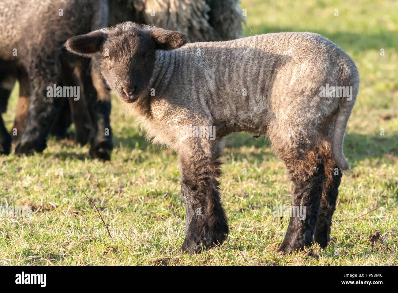 yound lamb peering around - Shot taken at a meadow next to Stolberg ...