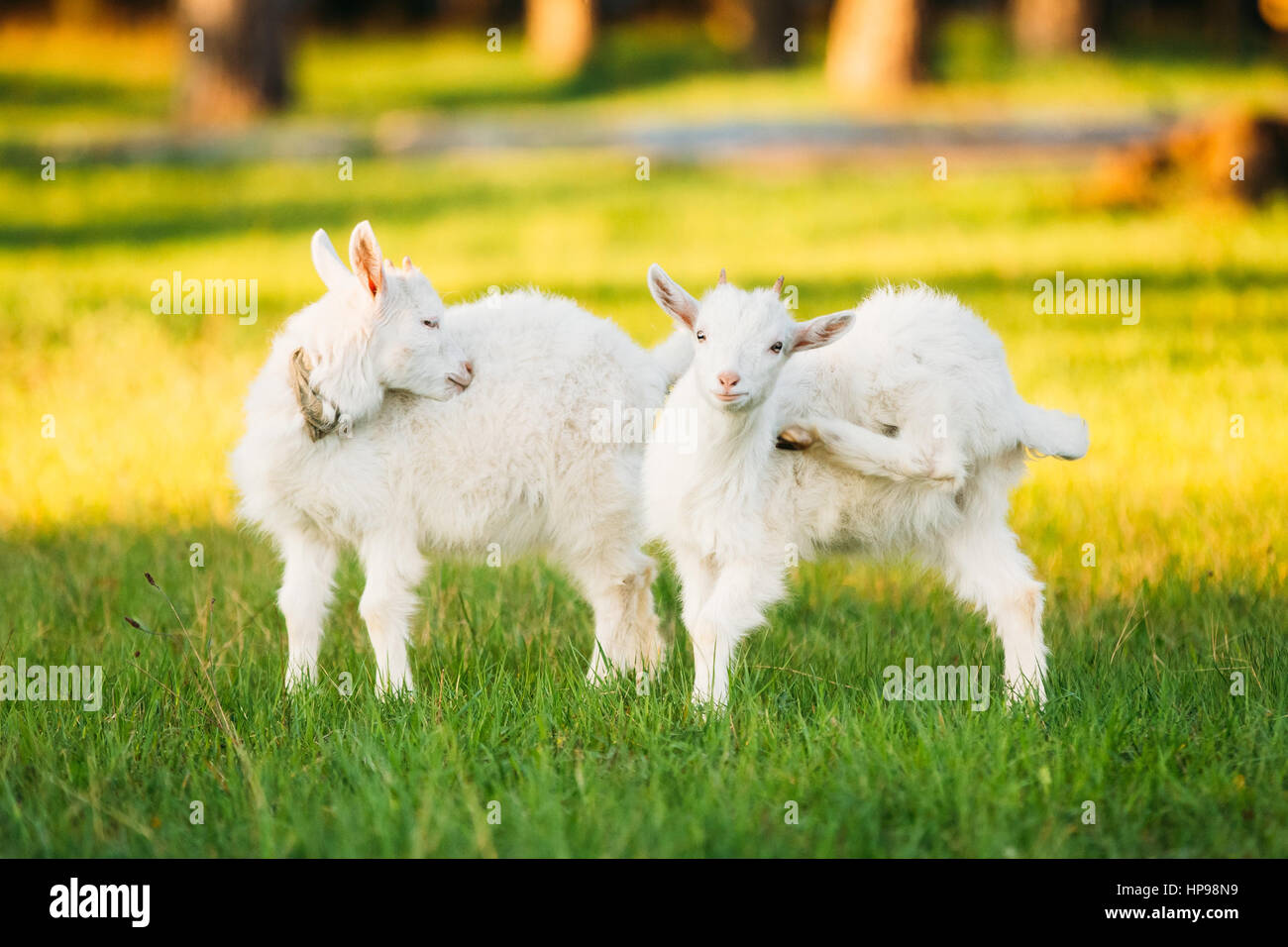Kid goat hi-res stock photography and images - Alamy