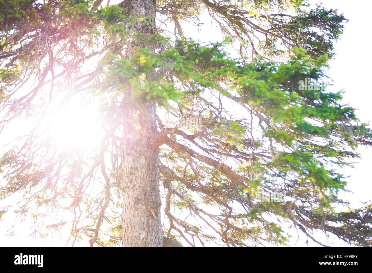Sunset through pine tree branches Stock Photo - Alamy