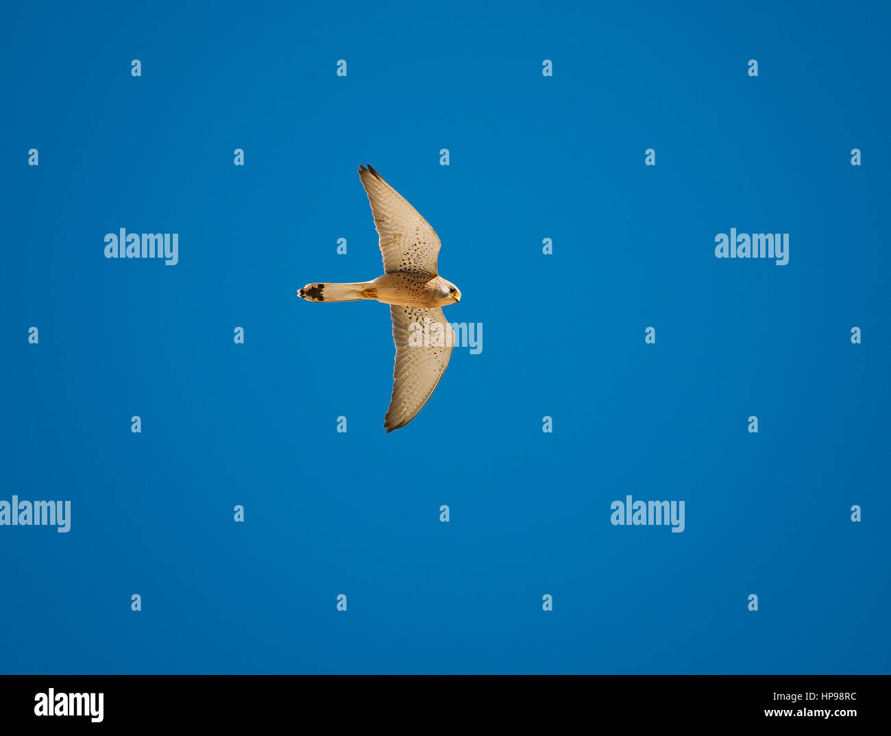 lesser kestrel in flight against blue sky Stock Photo - Alamy