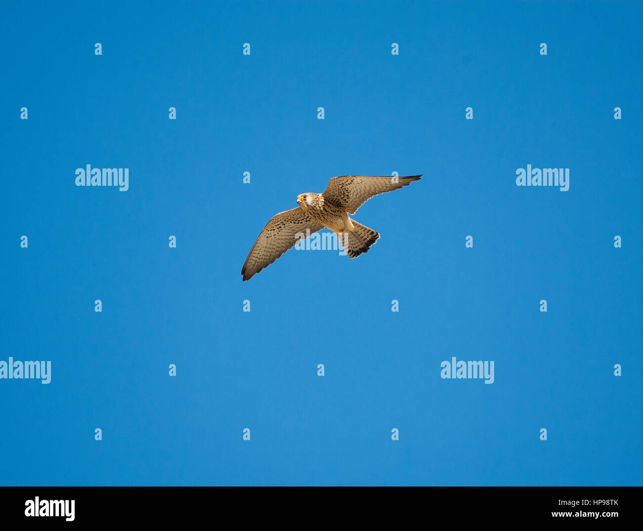 lesser kestrel in flight against blue sky Stock Photo - Alamy