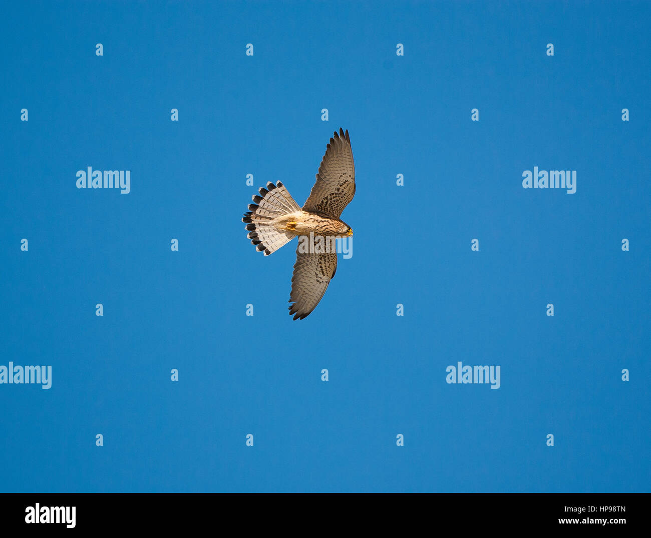 lesser kestrel in flight against blue sky Stock Photo - Alamy