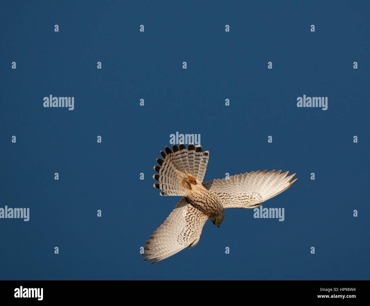 lesser kestrel in flight against blue sky Stock Photo - Alamy