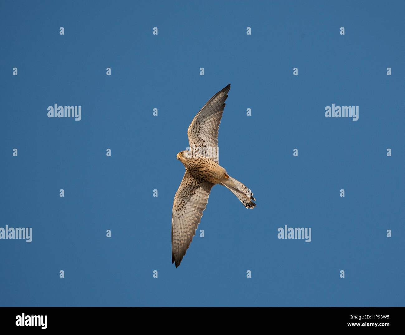 lesser kestrel in flight against blue sky Stock Photo - Alamy