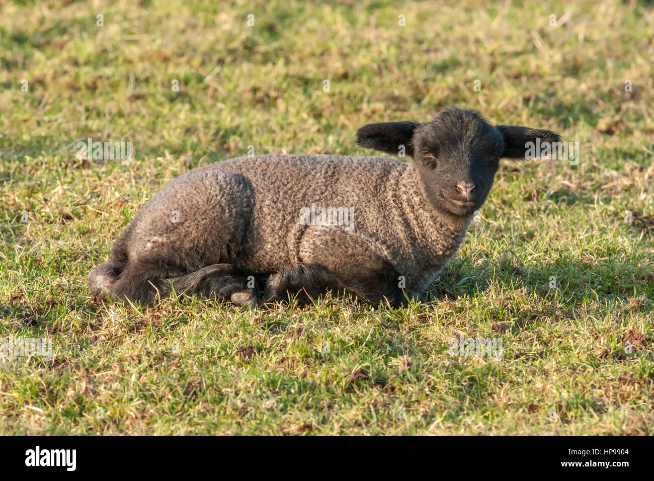 yound lamb peering around - Shot taken at a meadow next to Stolberg ...