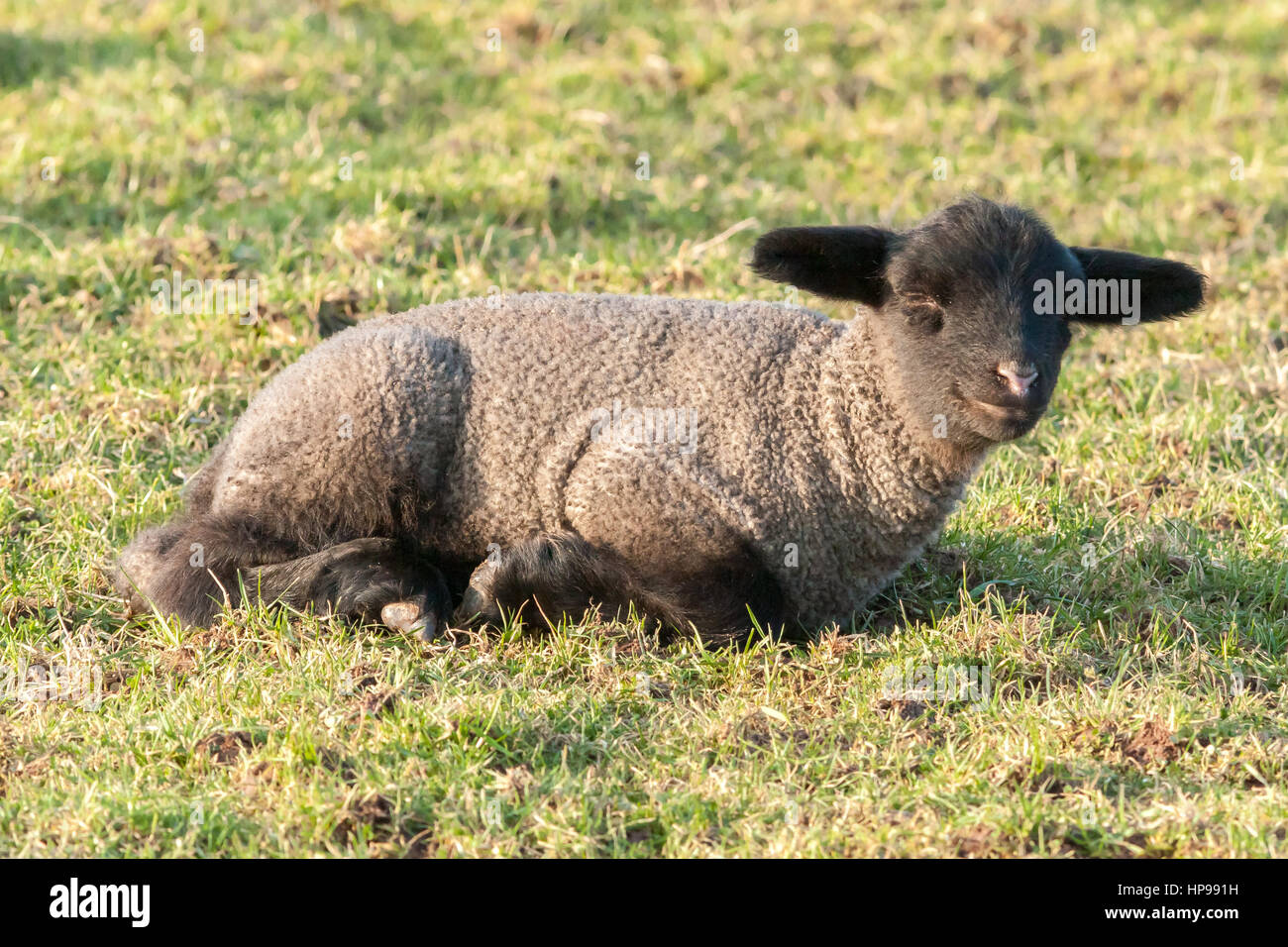 yound lamb peering around - Shot taken at a meadow next to Stolberg ...