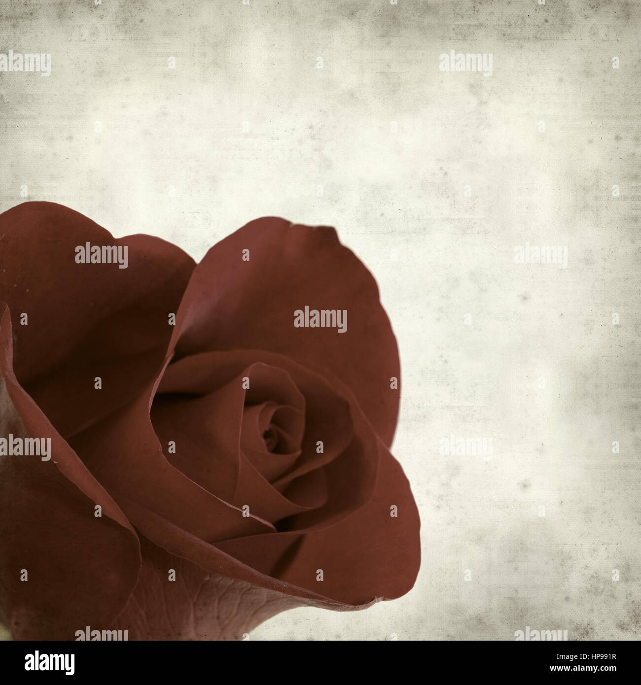textured old paper background with dark red rose flower Stock Photo - Alamy