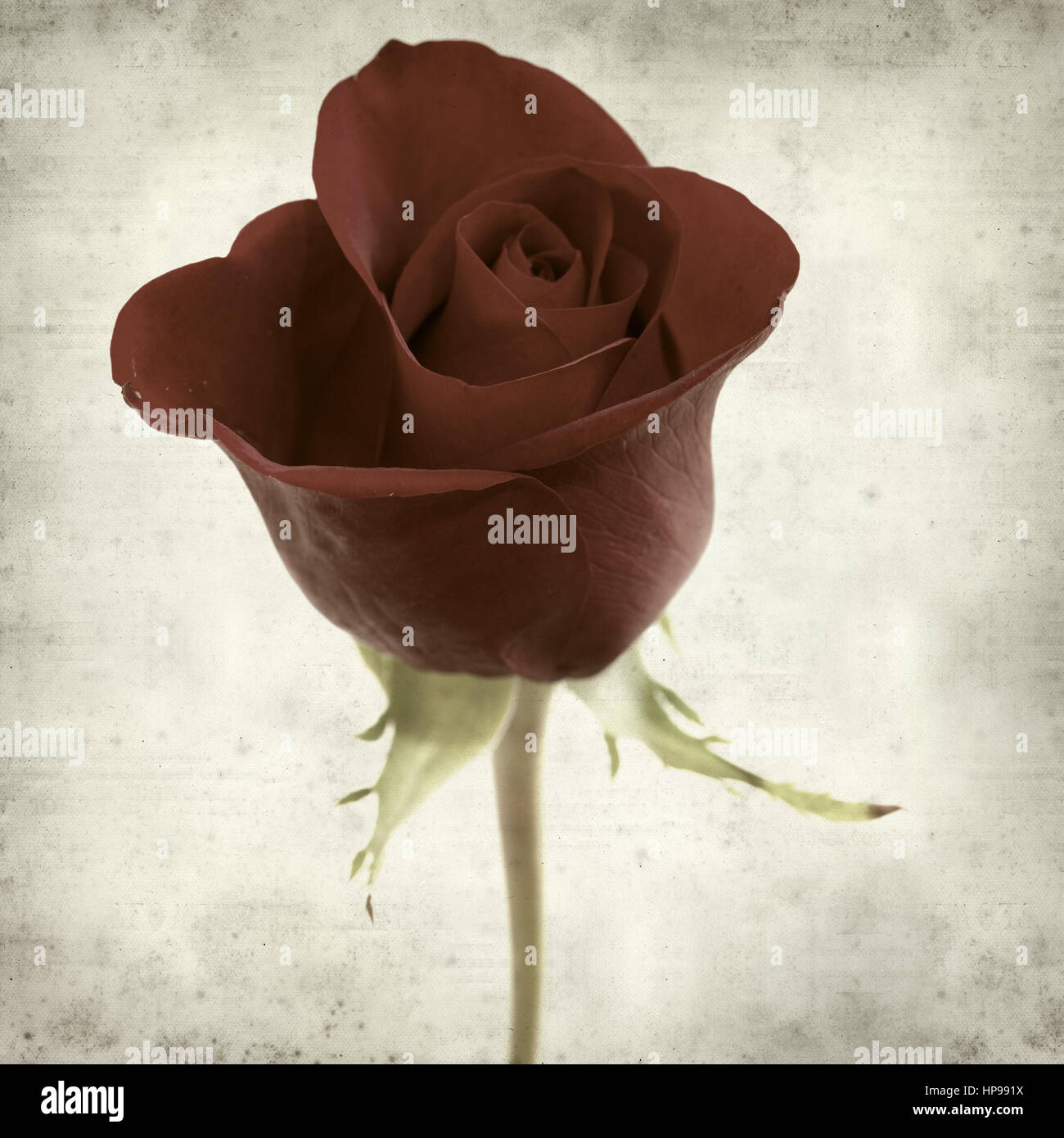 textured old paper background with dark red rose flower Stock Photo - Alamy