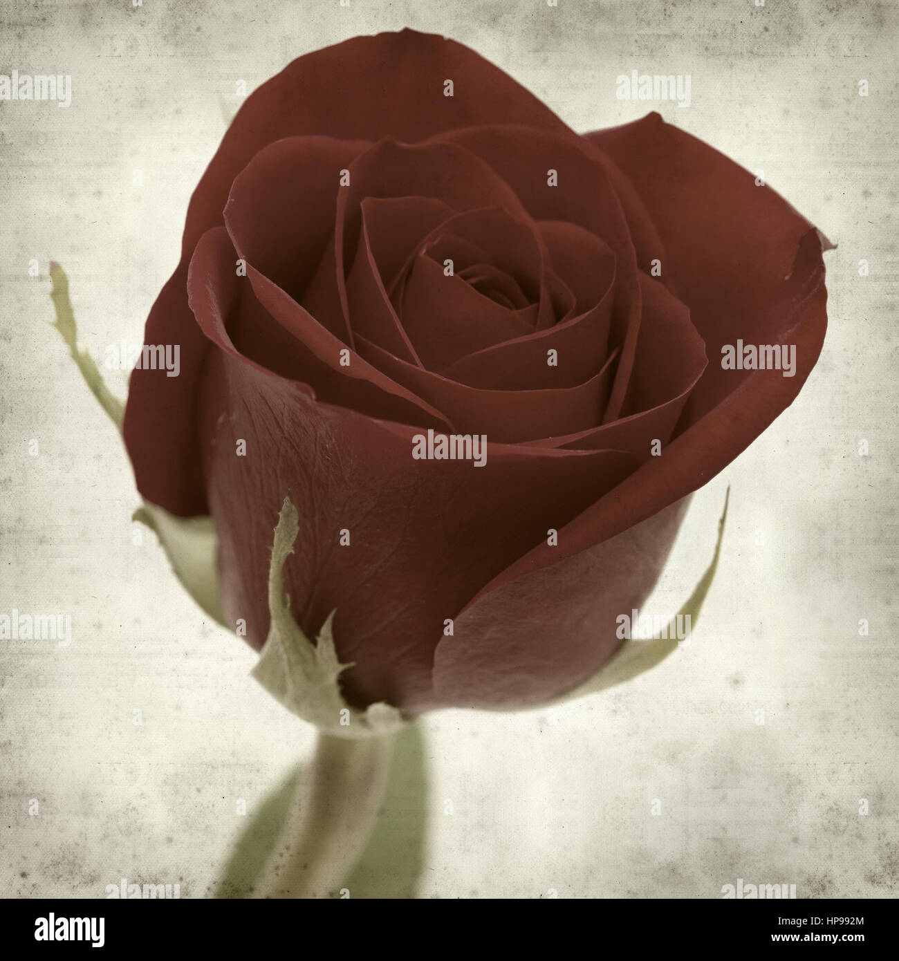 textured old paper background with dark red rose flower Stock Photo - Alamy
