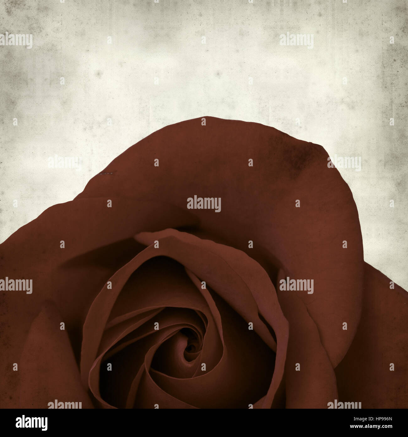 textured old paper background with open dark red rose Stock Photo - Alamy