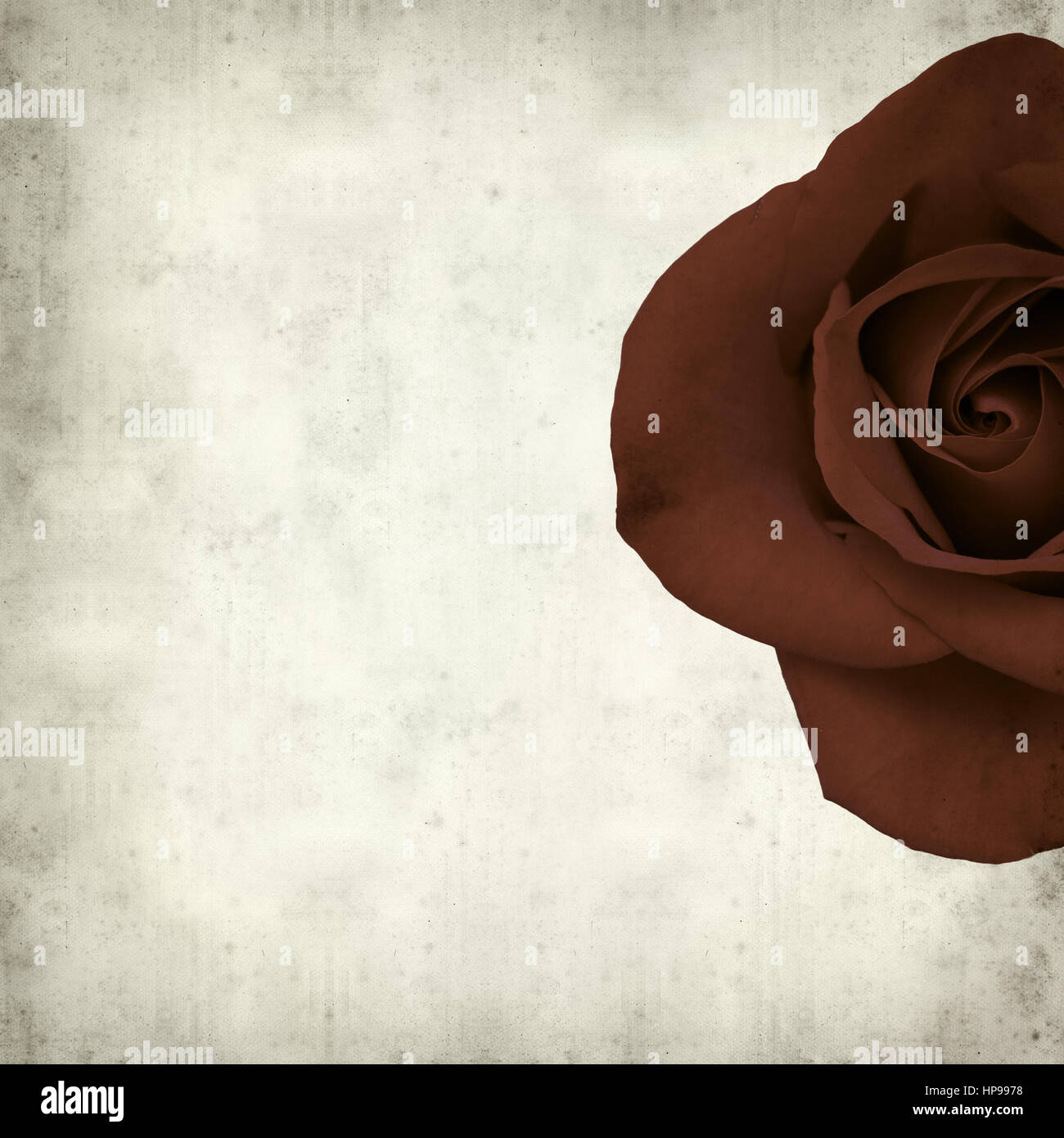 textured old paper background with open dark red rose Stock Photo - Alamy