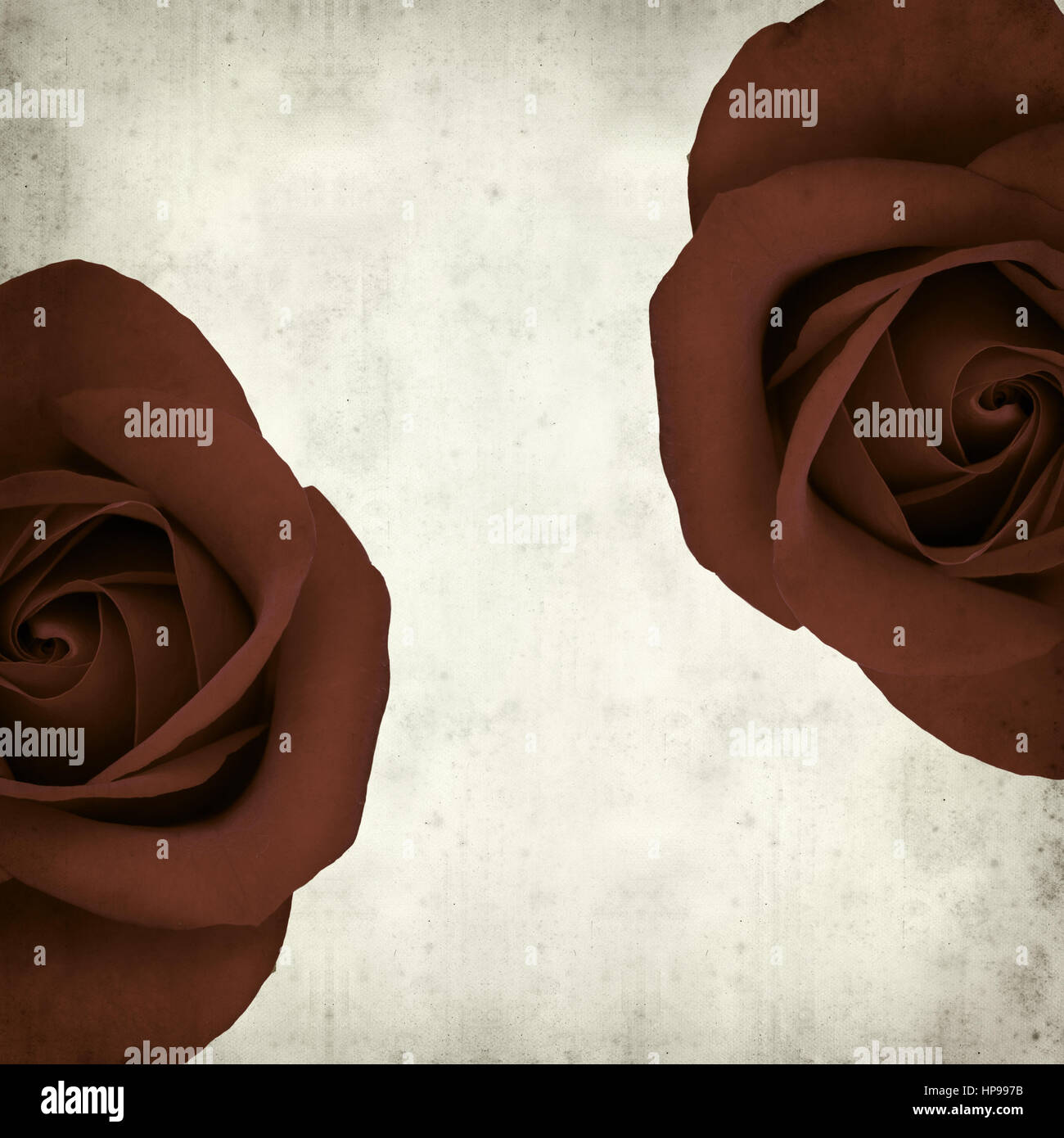 textured old paper background with open dark red rose Stock Photo - Alamy