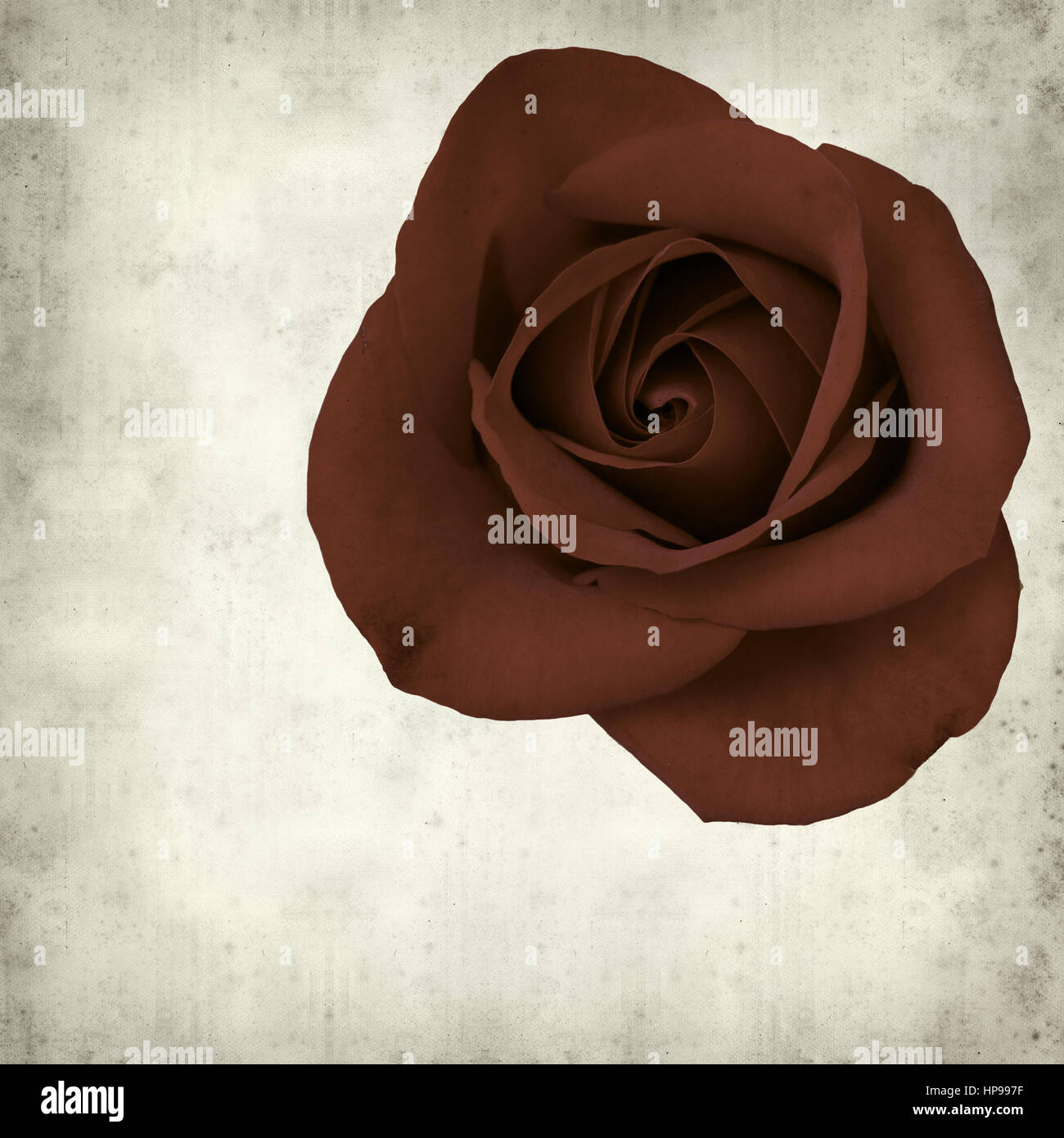 textured old paper background with open dark red rose Stock Photo - Alamy