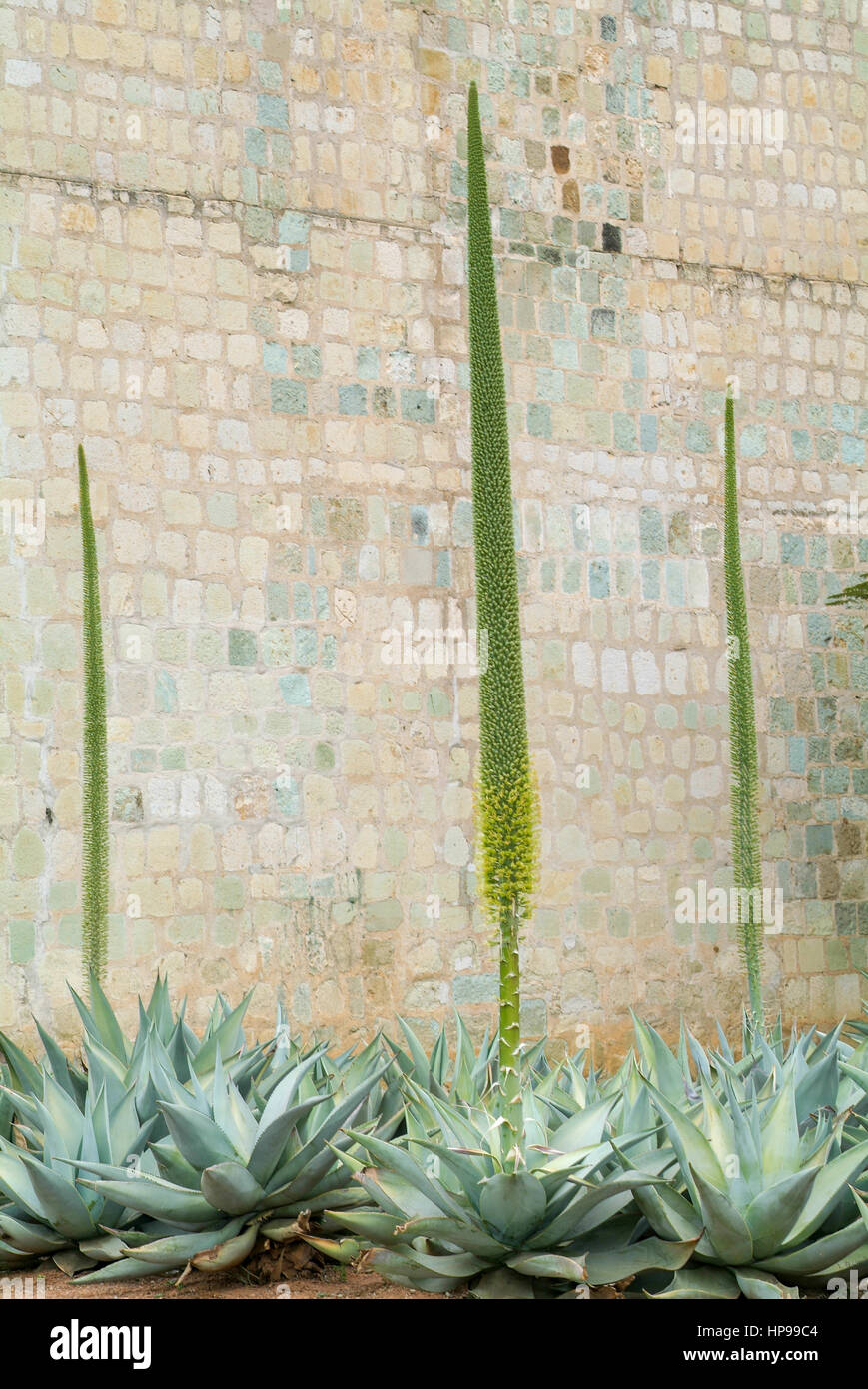 Agave plants in front of a wall at Oaxaca on Mexico Stock Photo - Alamy