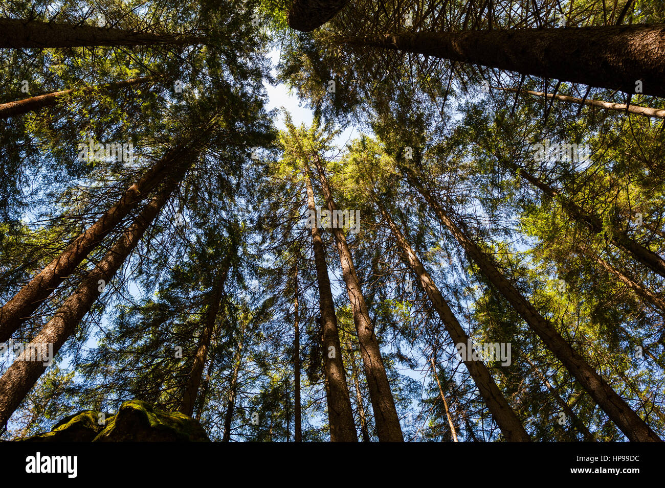 Log fir view hi-res stock photography and images - Alamy