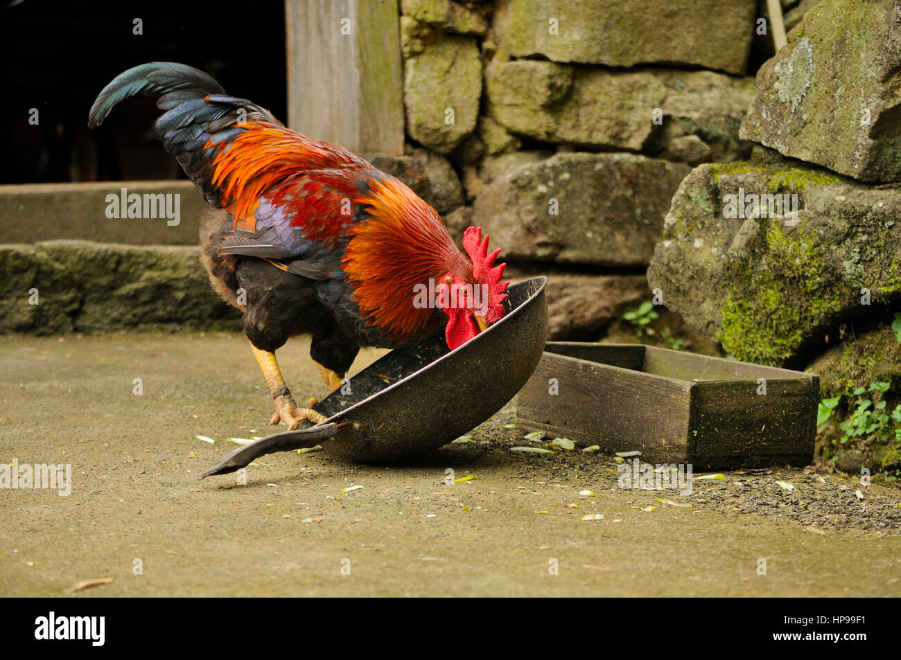A rooster eating food out of a frying pan in a rock village within the ...