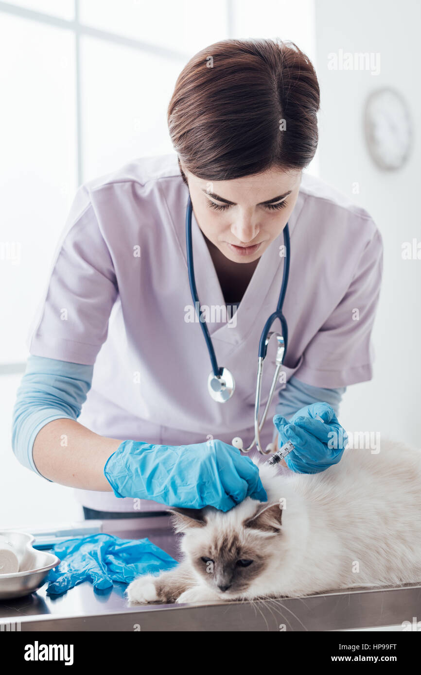 Veterinary injecting vaccine cat hi-res stock photography and images ...