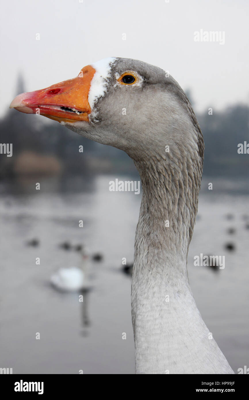 Domesticated Goose At The Mere, Ellesmere, Shropshire, UK Stock Photo ...