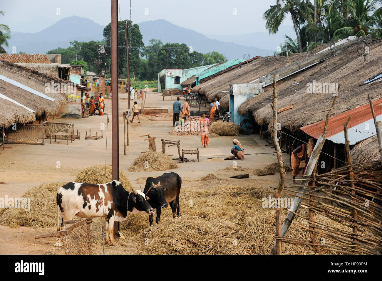 INDIA Odisha Orissa, Raygada, tribal village Kodesu, Dongria Kondh ...