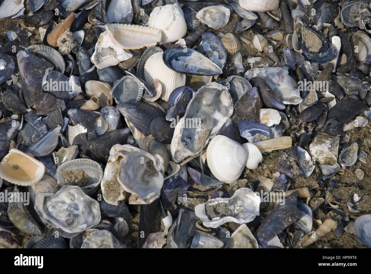 Muscheln - shells Stock Photo - Alamy