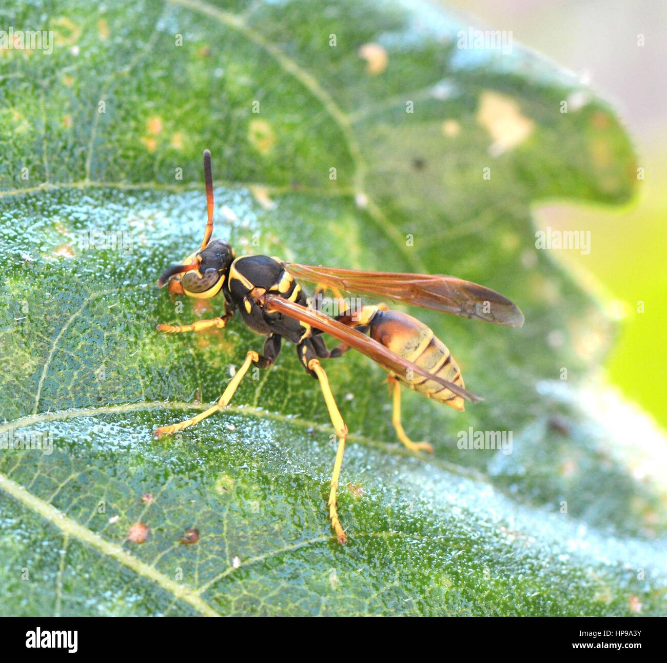 Wasp nest pests hi-res stock photography and images - Alamy