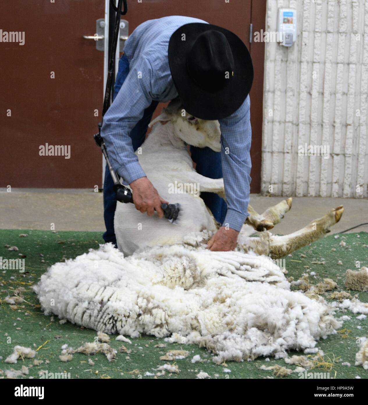 Sheep Shearing Stock Photo - Alamy
