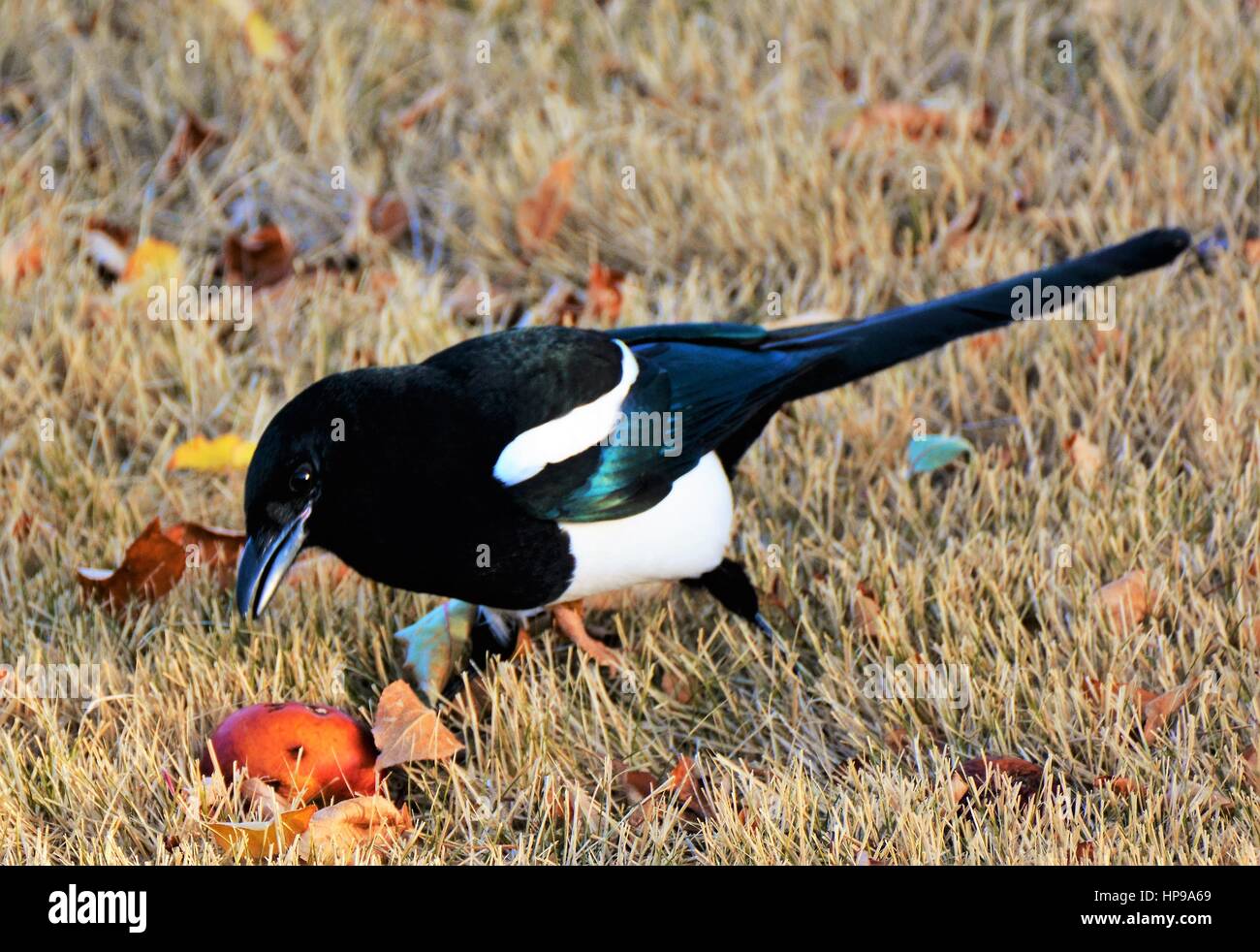 Magpie call bird hi-res stock photography and images - Alamy
