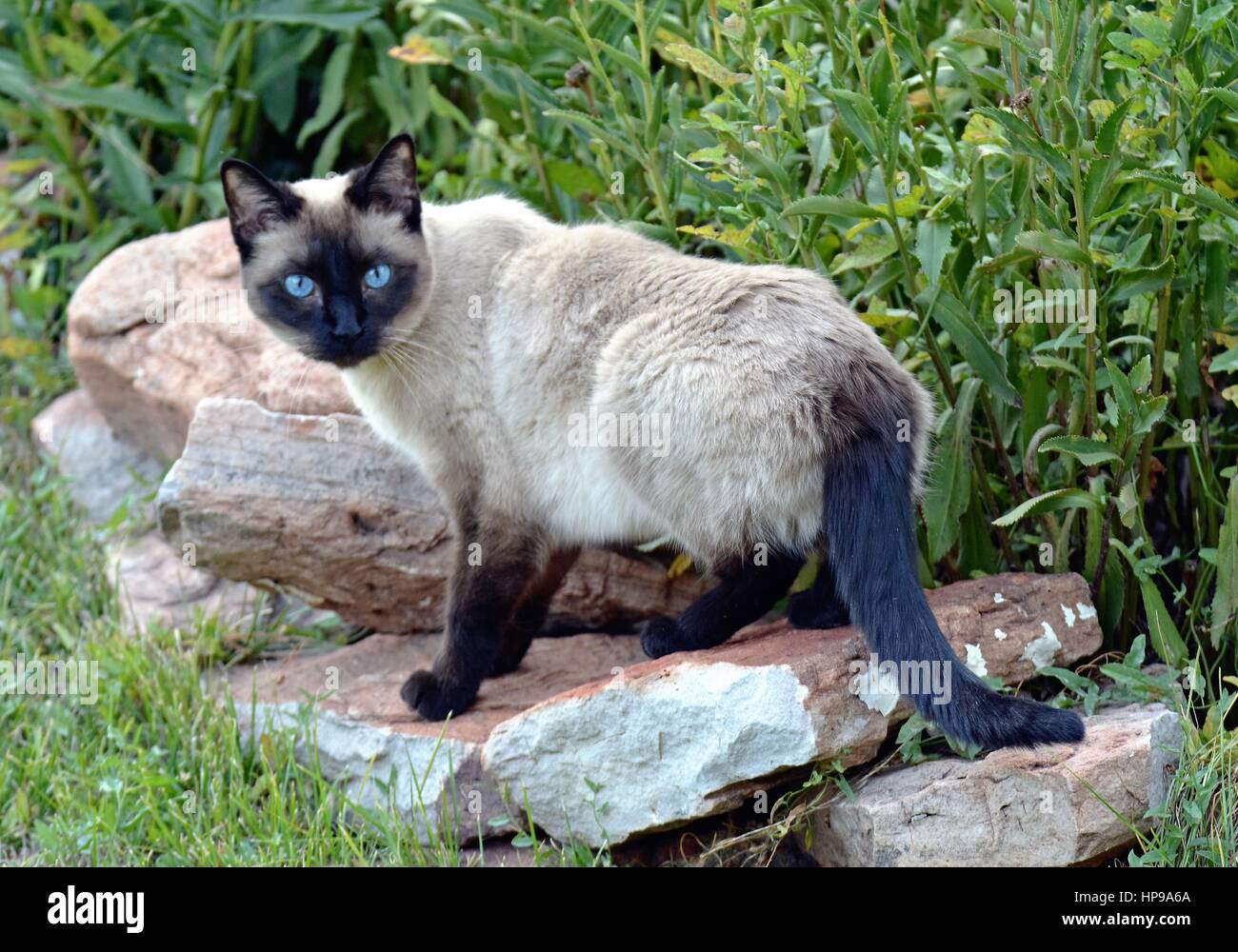 Siamese Cat stalking her prey Stock Photo - Alamy