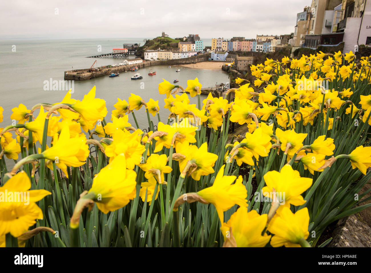 Full bloom tenby hi-res stock photography and images - Alamy