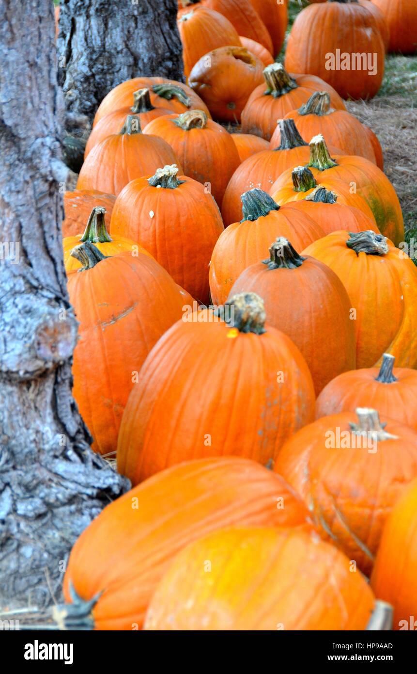 Orange halloween pumpkin carvings hi-res stock photography and images ...