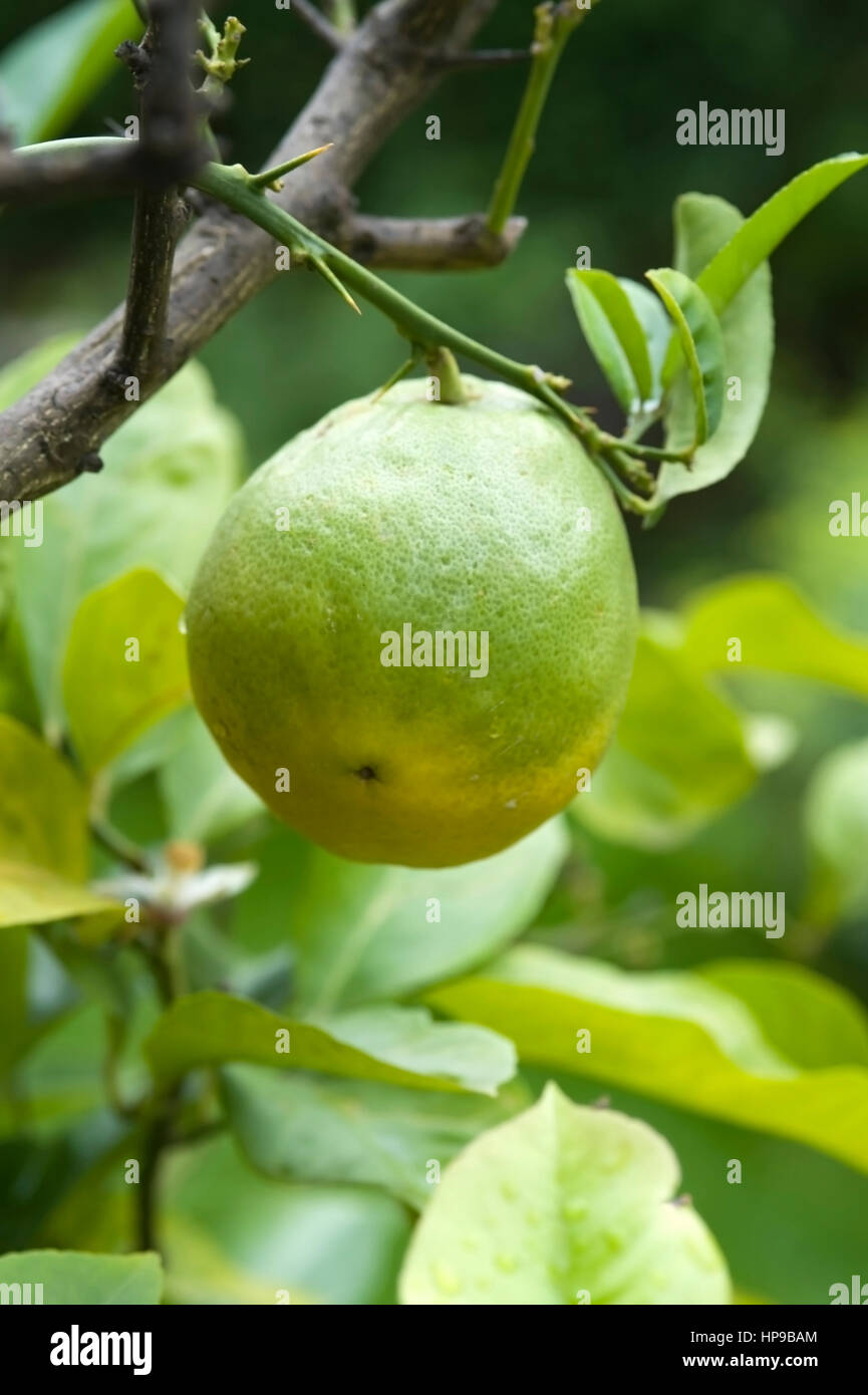 Zitrone am baum hi-res stock photography and images - Alamy
