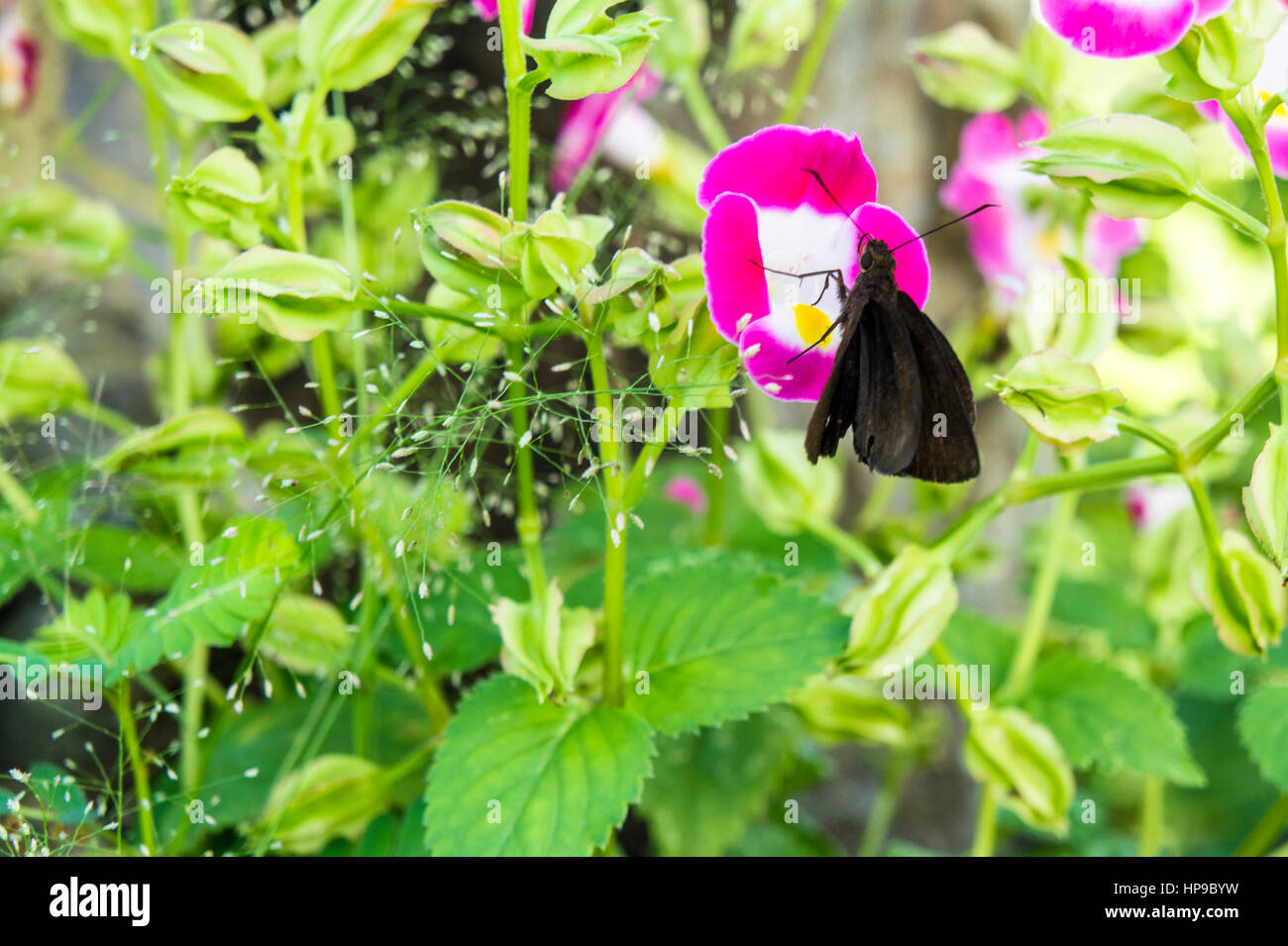 A butterfly on a flower. field with crimson flowers. overgrown grass ...