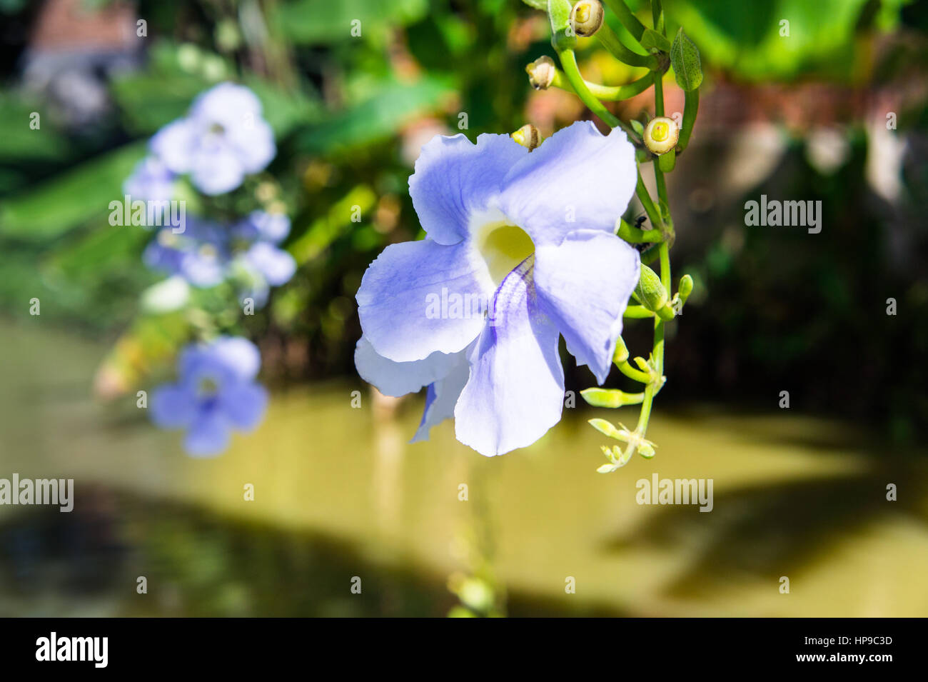 beautiful blue purple soft nice flower of Laurel clock vine, Blue ...