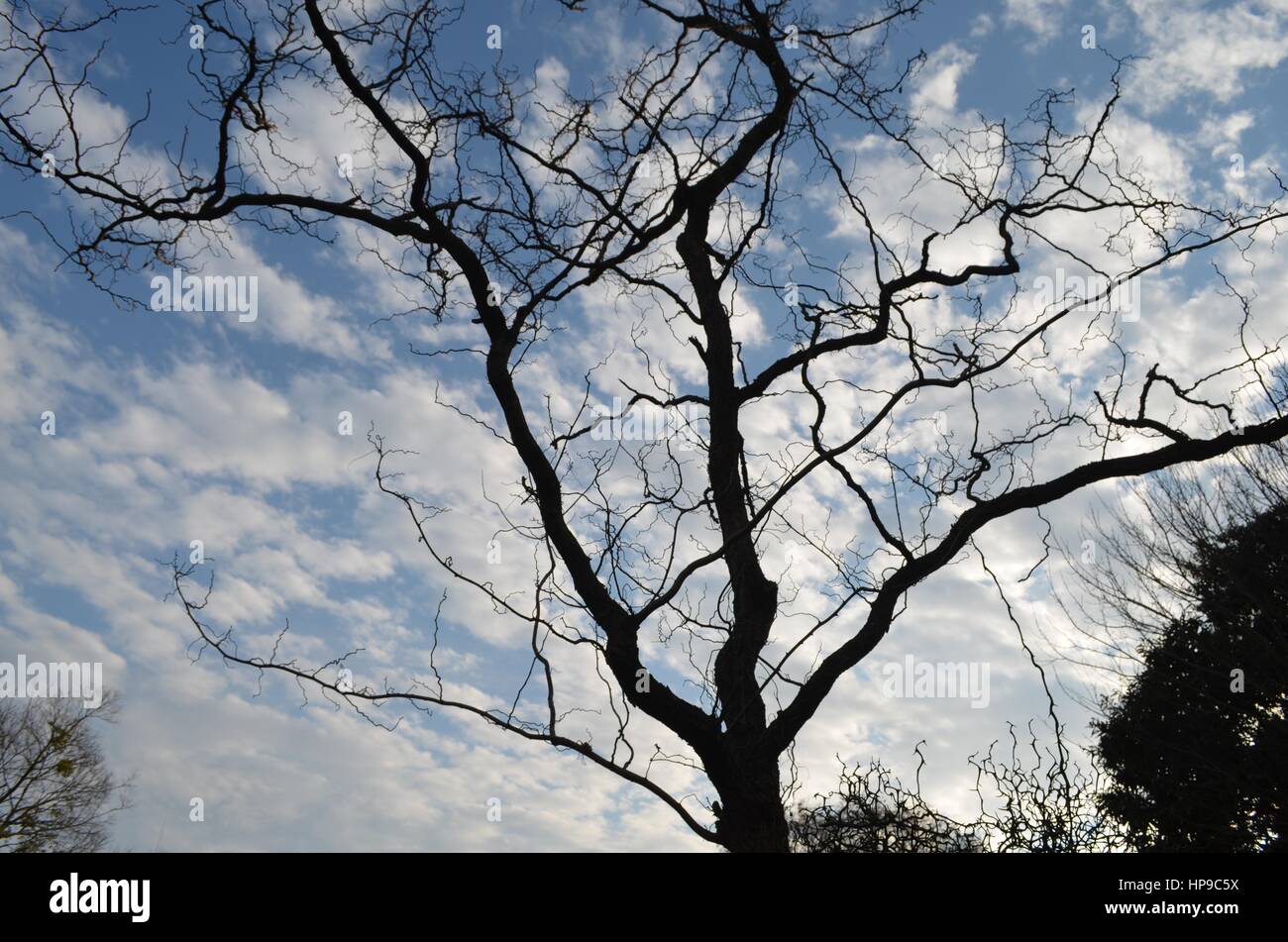 Blue sky behind the dark tree Stock Photo - Alamy