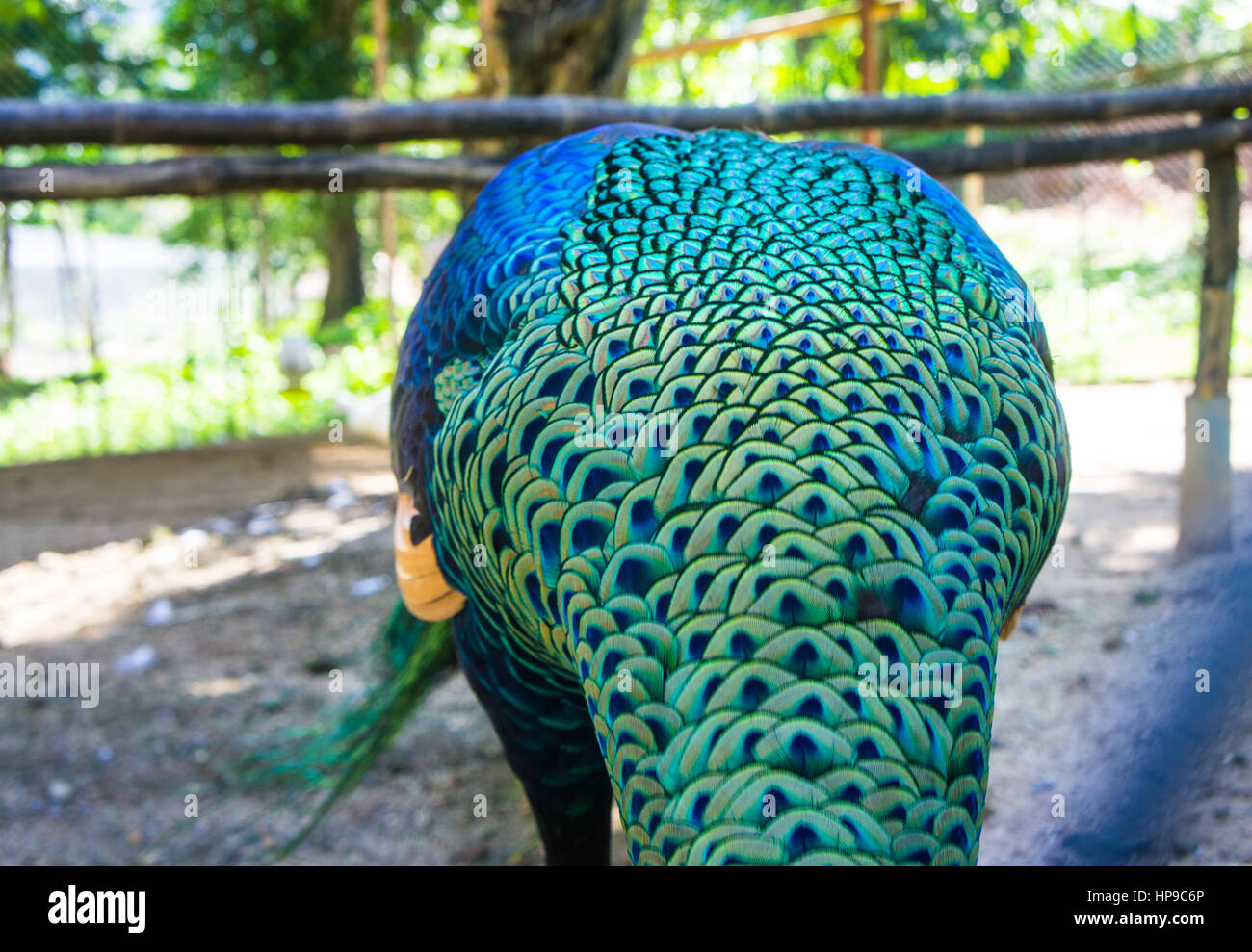 a beautiful peacock with colorful feathers. back Stock Photo - Alamy