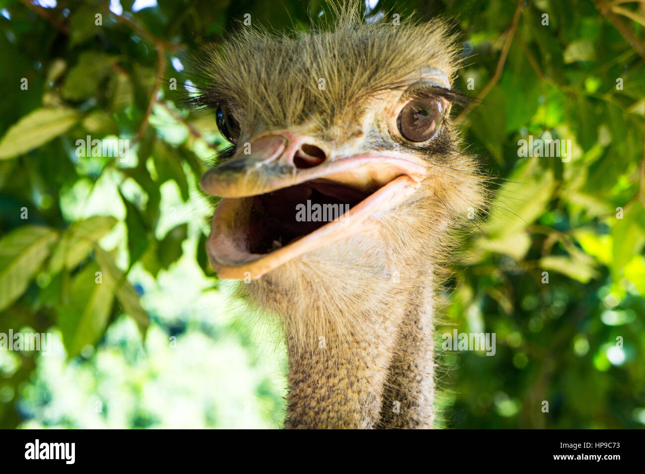 a Cool ostrich is smiling. Close-up. zoo Stock Photo - Alamy