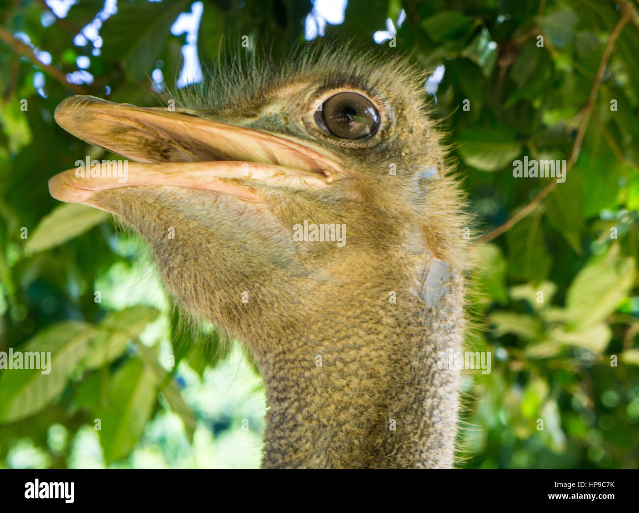 a Cool ostrich is smiling. Close-up. zoo Stock Photo - Alamy