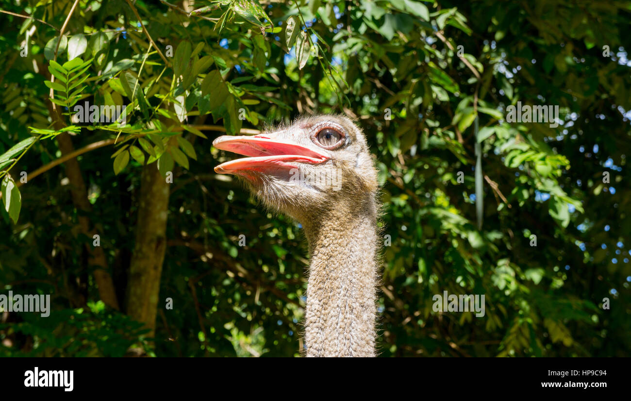 a Cool ostrich is smiling. Close-up. zoo Stock Photo - Alamy