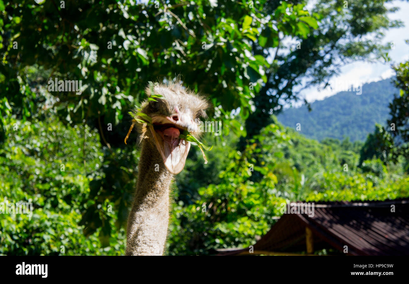 a Cool ostrich is smiling. Close-up. zoo Stock Photo - Alamy