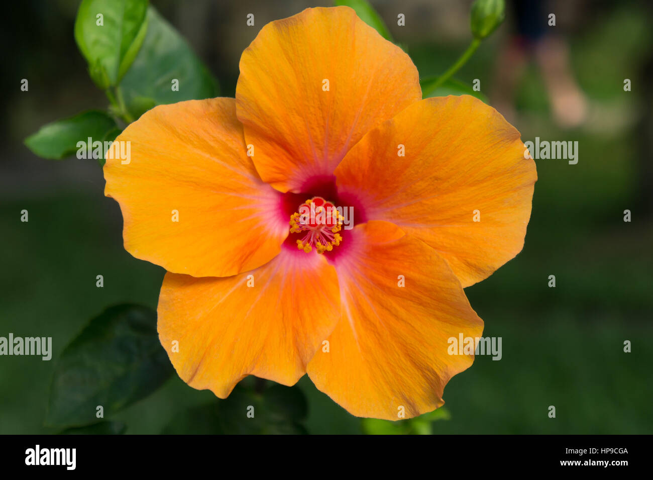 Macro of orange China Rose flower,Chinese hibiscus, Hibiscus rosa ...