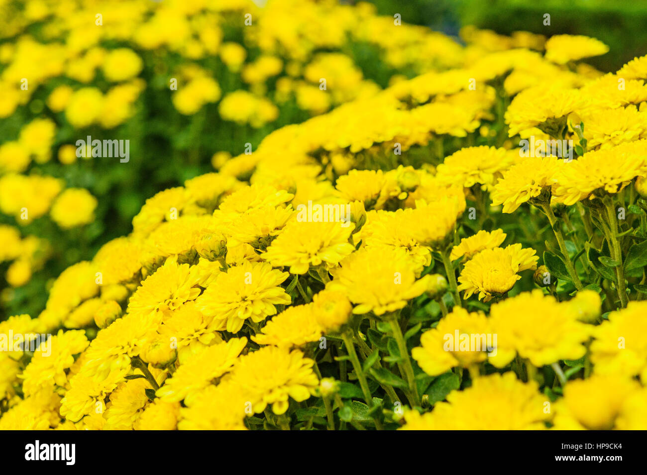 a Field of yellow chrysanthemums, large bouquets Stock Photo - Alamy