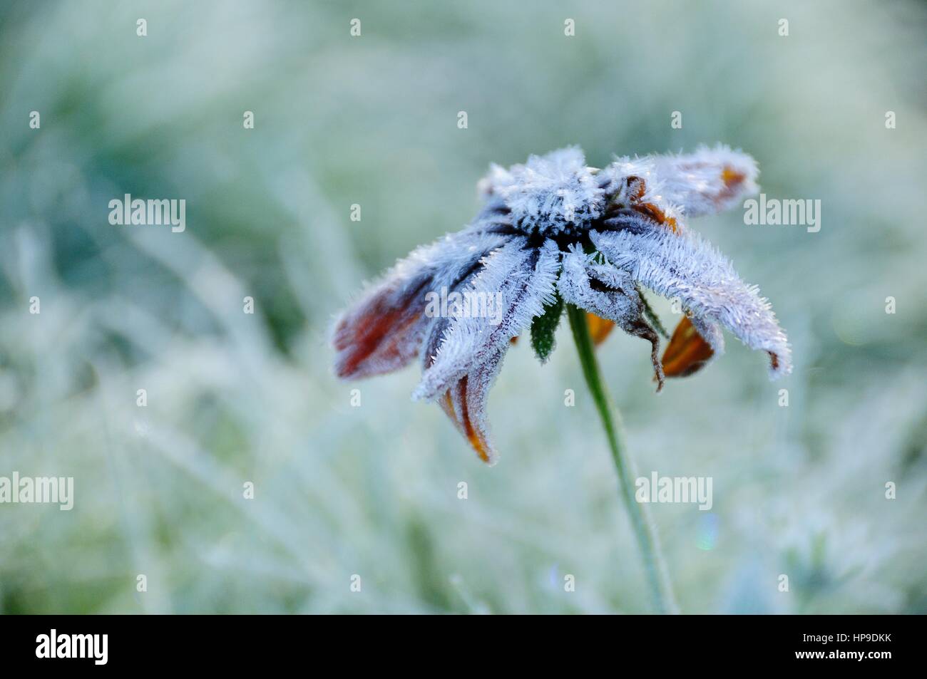 A frozen flower covered with frost. Adobe RGB Stock Photo - Alamy