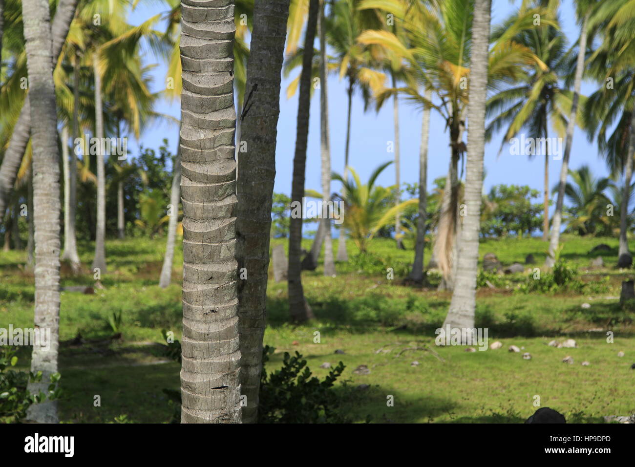 Palm Trees on the Caribbean Coast of Colombia Stock Photo - Alamy