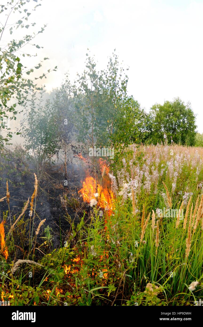 Fire in the grove. Adobe RGB Stock Photo - Alamy