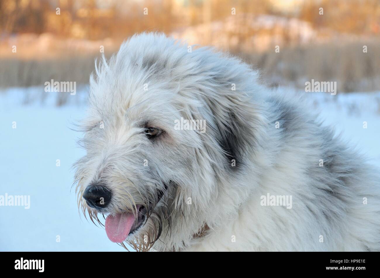 Portrait of a South Russian shepherd Stock Photo - Alamy