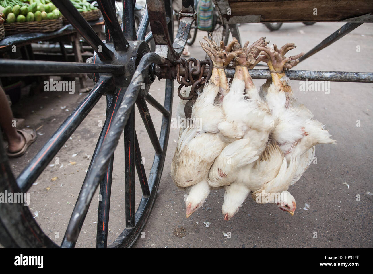 Sacred chickens hi-res stock photography and images - Alamy