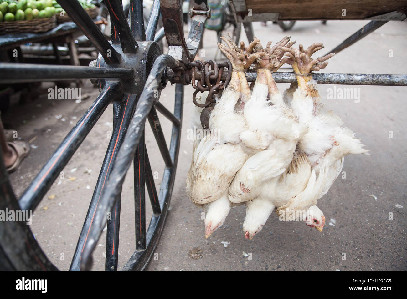 India chicken transport hi-res stock photography and images - Alamy